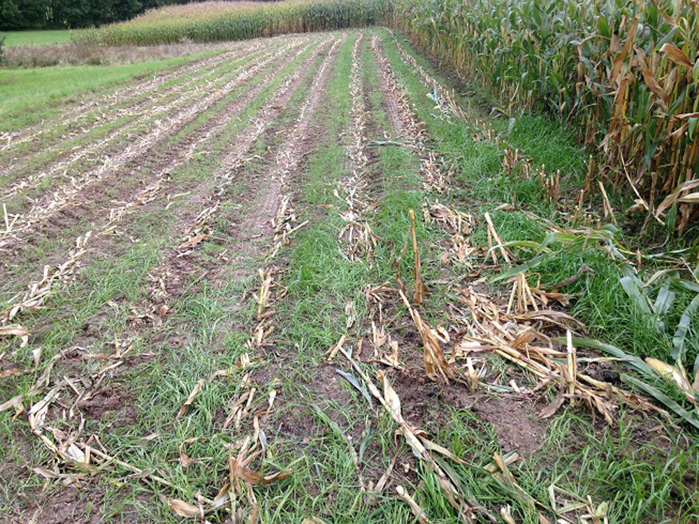 Untersaat-in-Mais - Mike Stuber